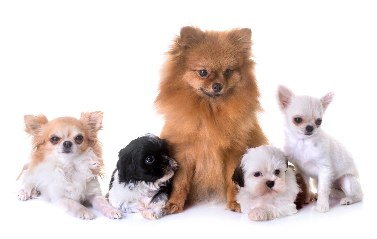 Las 10 mejores razas de perros pequeños | Guia Hempets