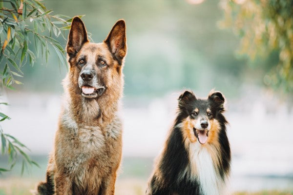Productos con CBD en México para los Perros Adultos – Hempets