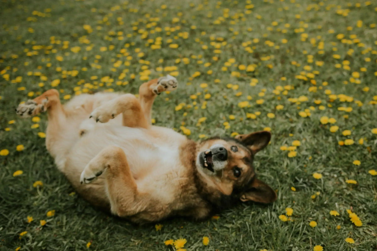 CBD para mascotas | Los mejores aceites relajantes Hempets