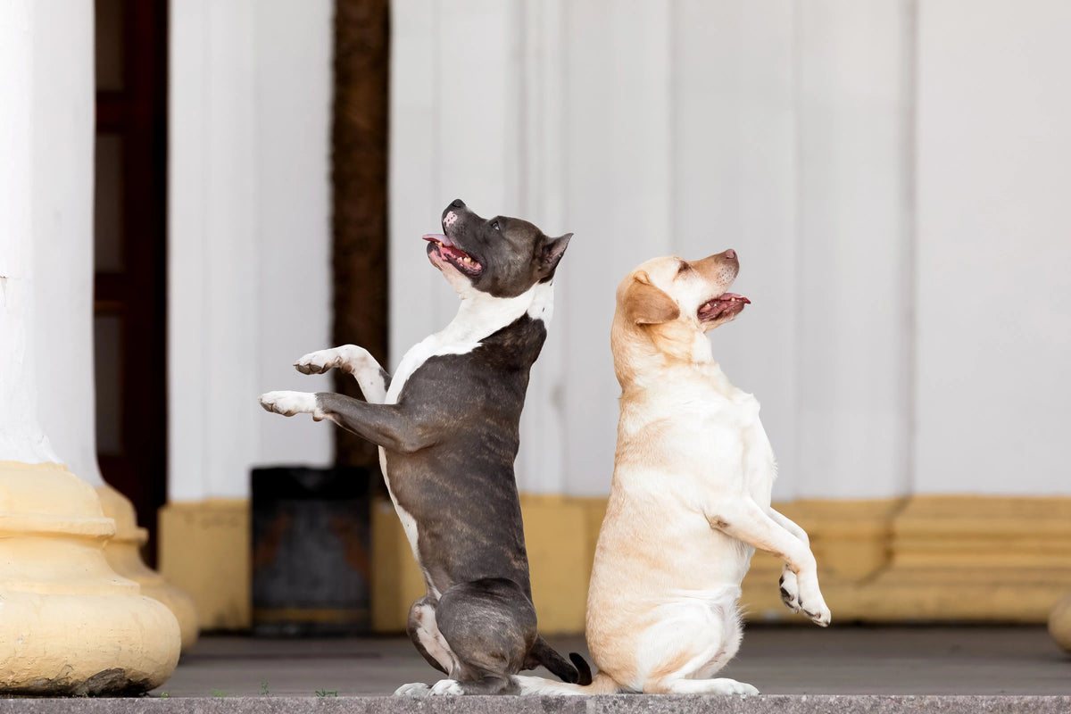 CBD gotas para mascotas Beneficios y uso seguro | Hempets