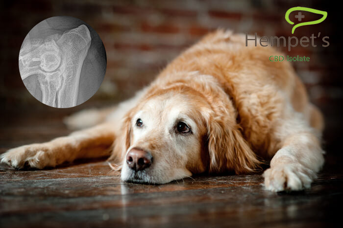 CBD alternativa efectiva contra la artritis | Hempet´s – Hempets